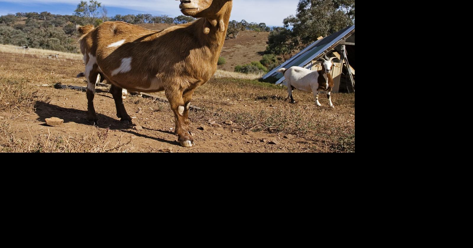 THE CANDLE: Genetically modified goats may help make medicine ...