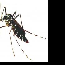 Viral pest still a danger | News | theparisnews.com