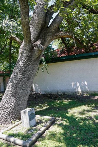 Davy Crockett memorial tree in danger | News | theparisnews.com
