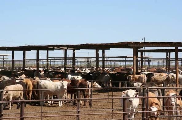 Farm and Ranch: Beef prices rise to an all time high as cattle ...