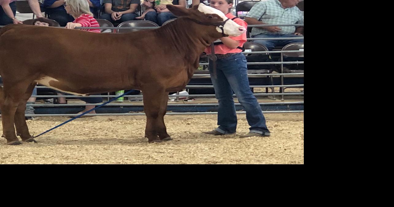 Chisum FFA brings home heifer show awards from Four States Fair and ...