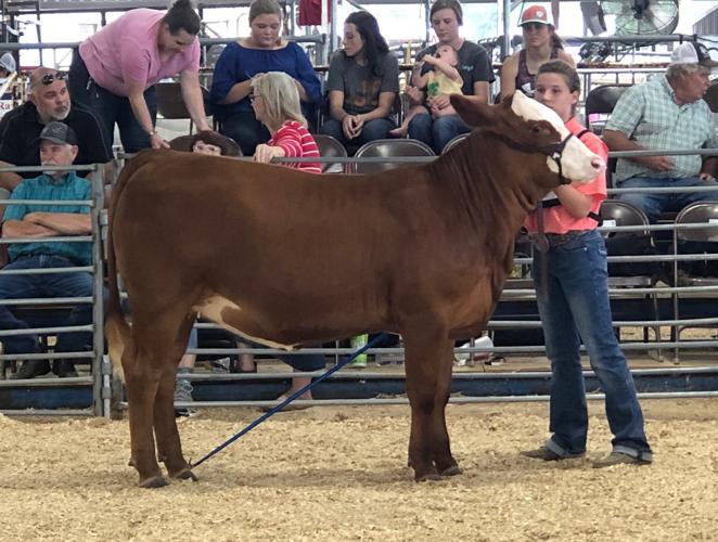 Chisum FFA brings home heifer show awards from Four States Fair and ...