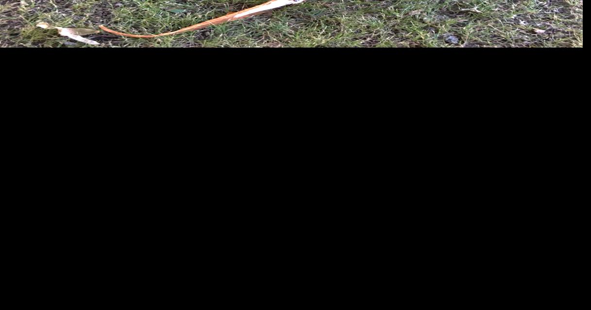 pecan tree branches breaking