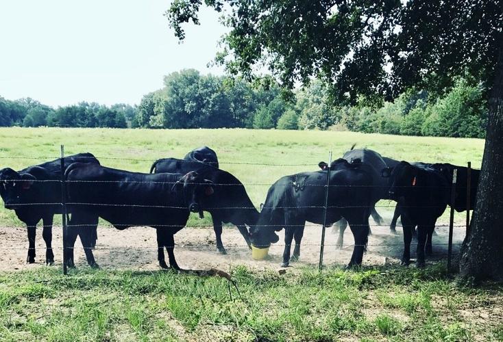 Farm and Ranch: Angus, Hereford and hybrids top beef production breeds ...