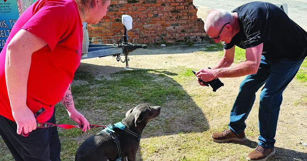 Free: A barking good time: Hogs for Dogs event draws big crowd downtown ...