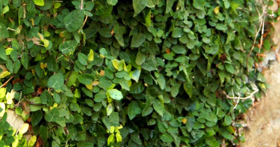SPERRT: Squash fruit gets distorted as plant ages | Lifestyles ...