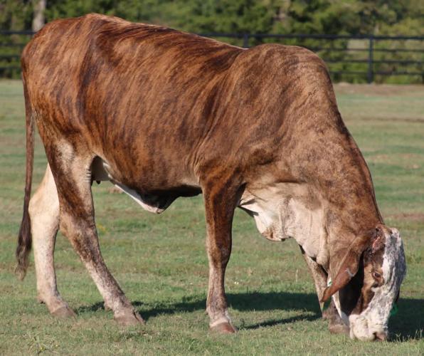 Farm and Ranch: Angus, Hereford and hybrids top beef production breeds ...