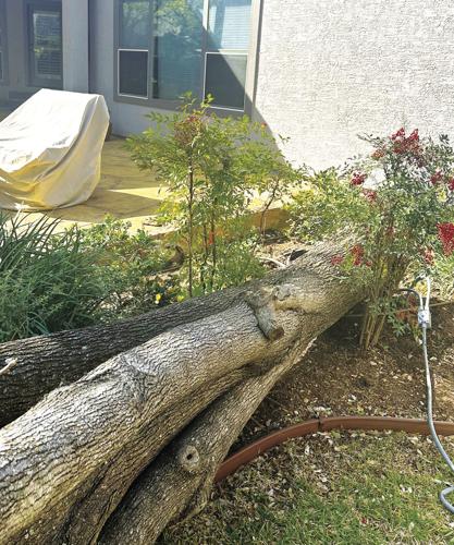tree fell down in backyard