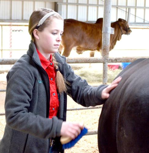 Chisum stages livestock show | Education | theparisnews.com