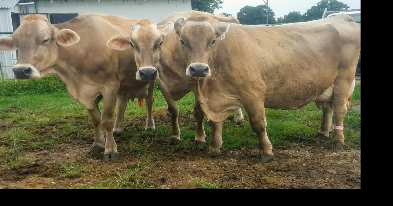 Blossom Dairy continues offering natural products | News | theparisnews.com