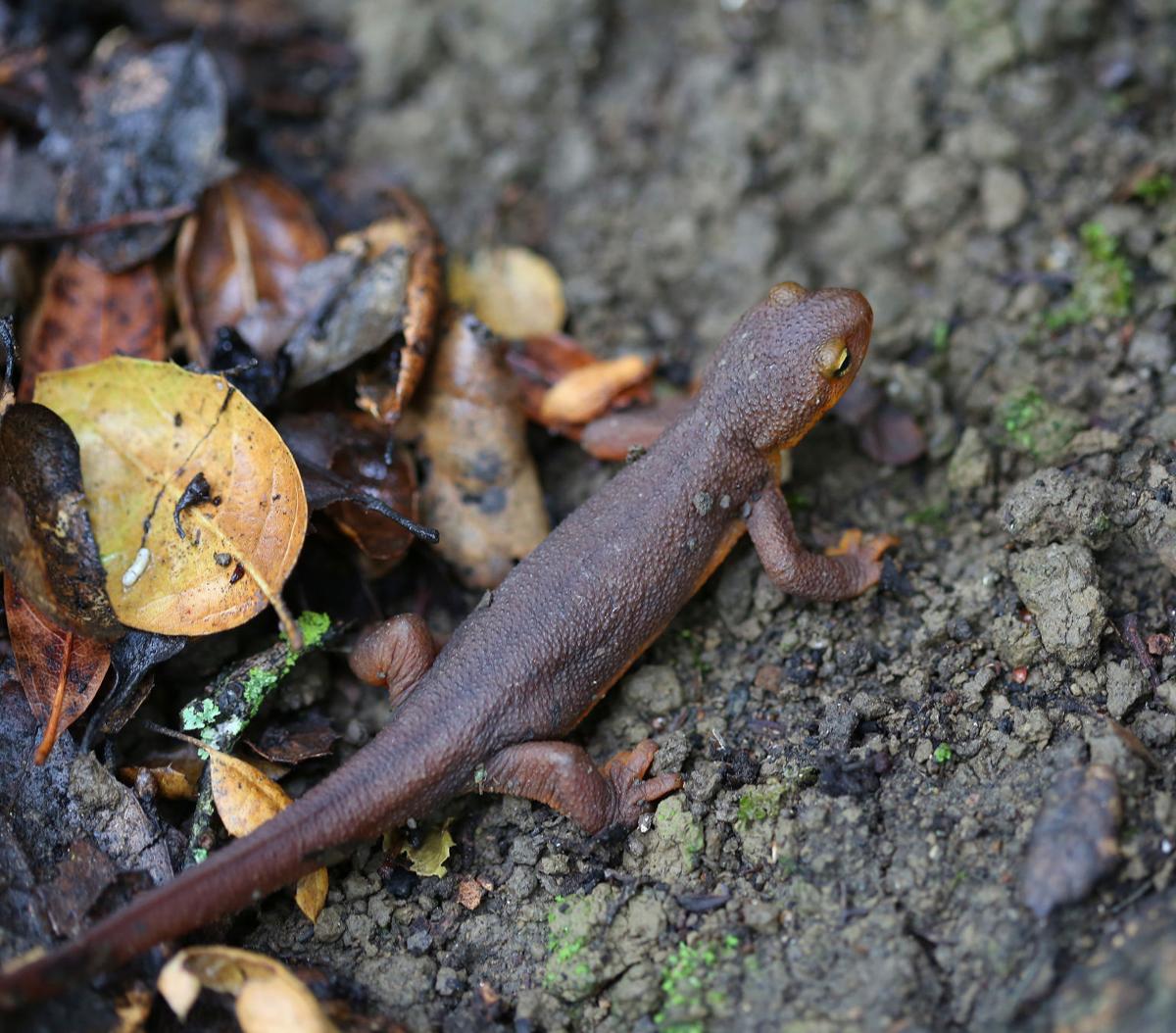 SCIENCE COMMENTARY: Nature’s arms race: Snake versus newt | Lifestyles ...