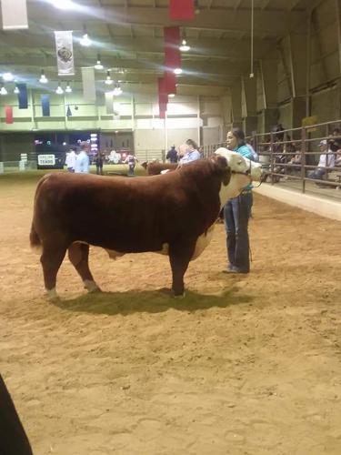 Miniature Herefords, Big Competition | News | theparisnews.com