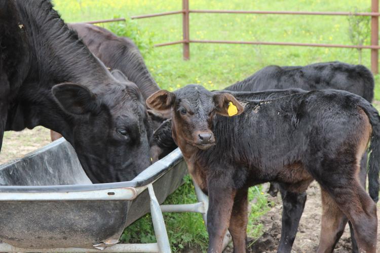 Triple trouble: Lamar County cow calves triplets | News | theparisnews.com