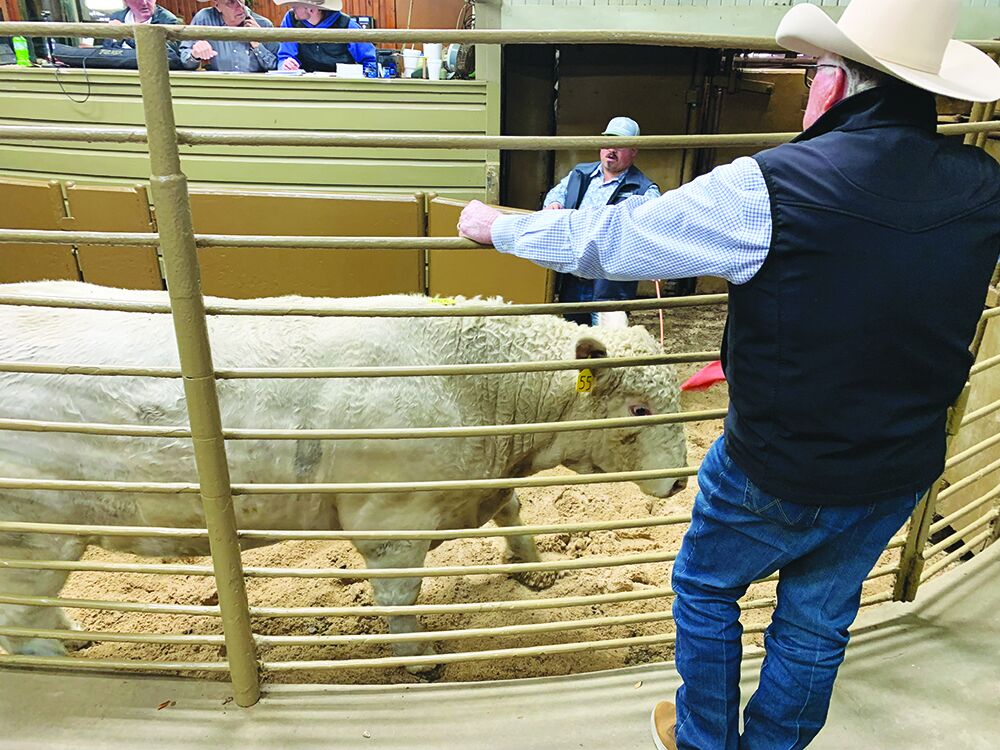 Chamber of Commerce to host 60th Annual All Breed Bull and Heifer and ...