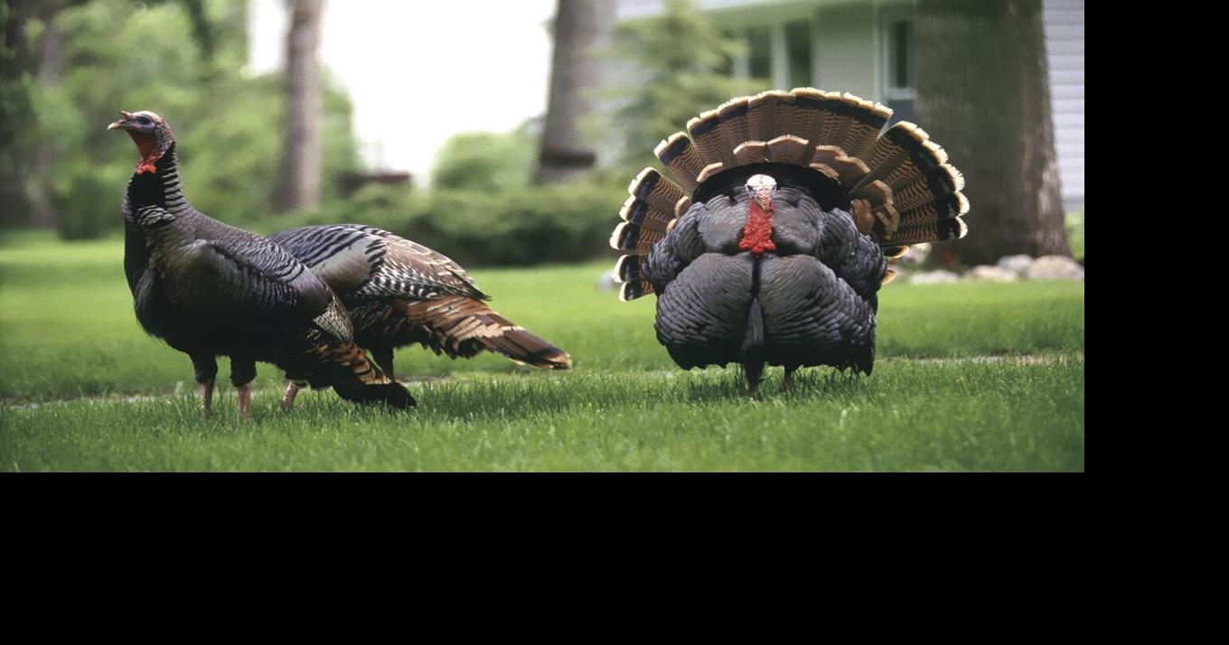 Deport turkey shoot contest set for Saturday | Free | theparisnews.com