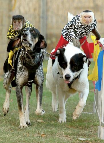 It’s all monkey business | News | theparisnews.com