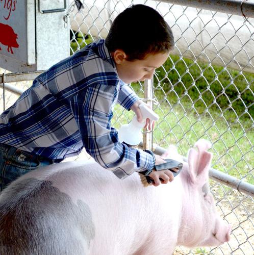 Chisum stages livestock show | Education | theparisnews.com