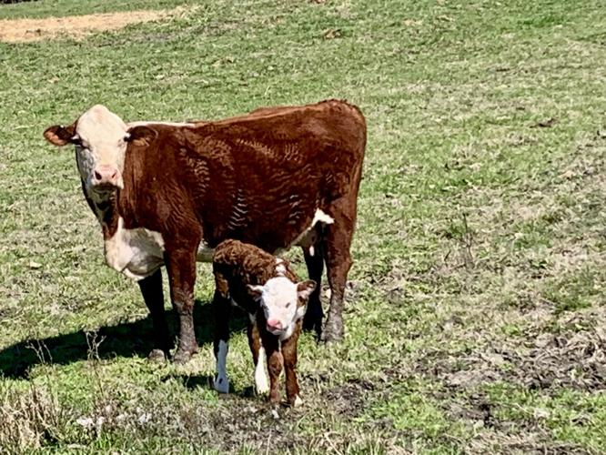 Farm and Ranch: Angus, Hereford and hybrids top beef production breeds ...