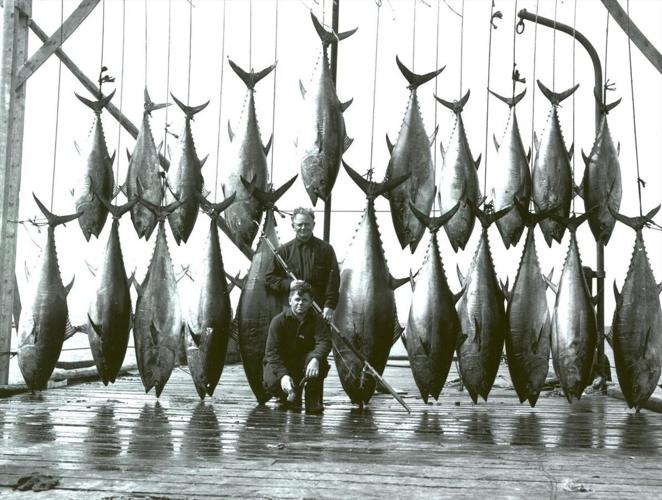 ‘King’s Of Their Own Ocean’: A fish tale featuring a tuna named Amelia ...