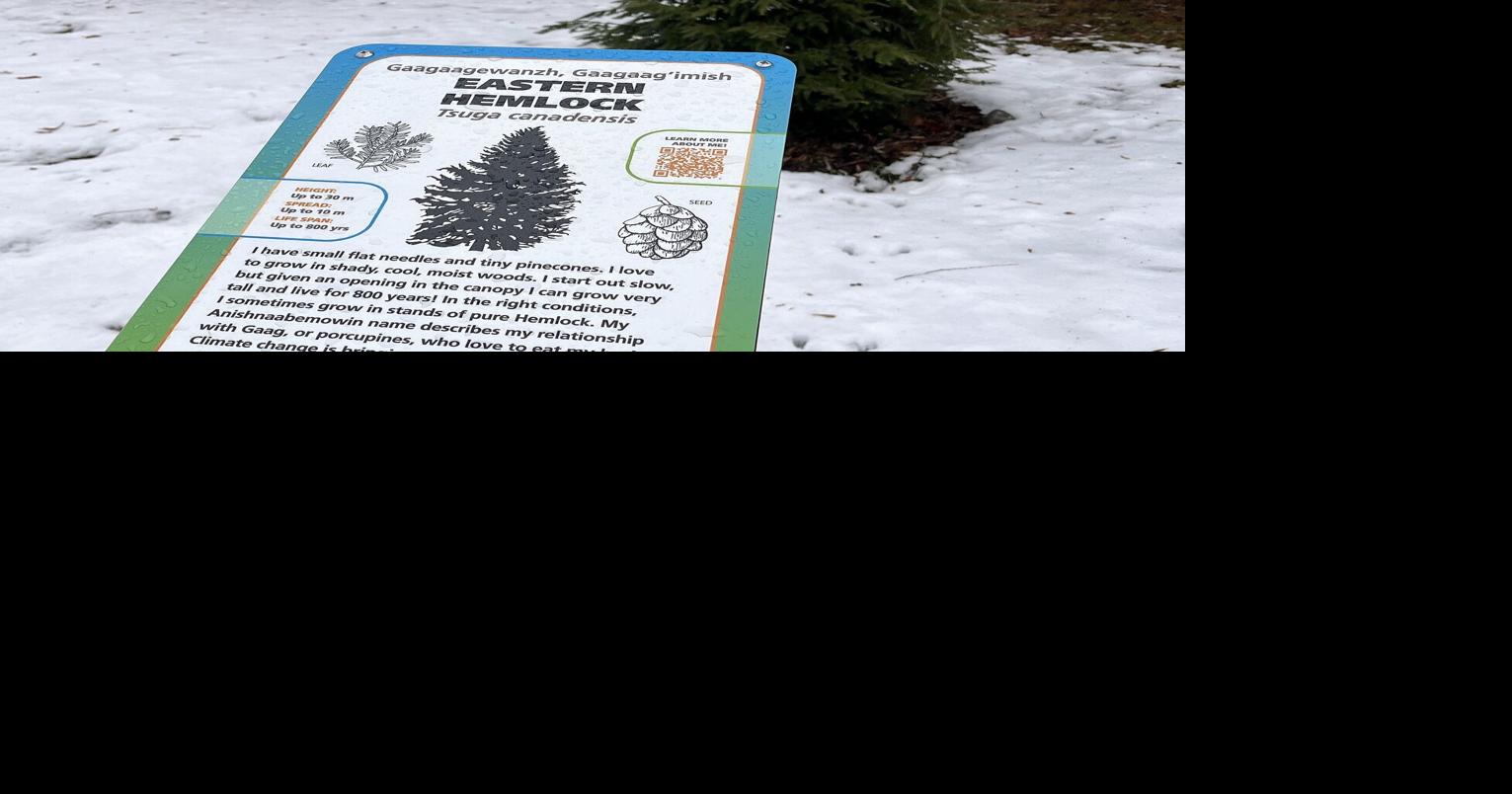 O native trees, O native trees