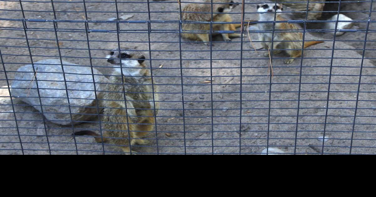 Peterborough zoo animals welcome visitors