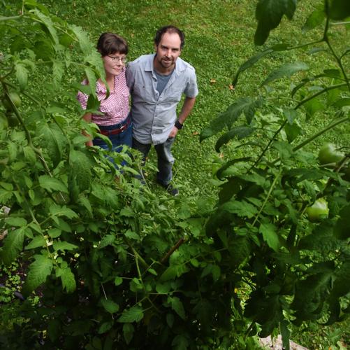 Massive tomato plant takes root near Peterborough