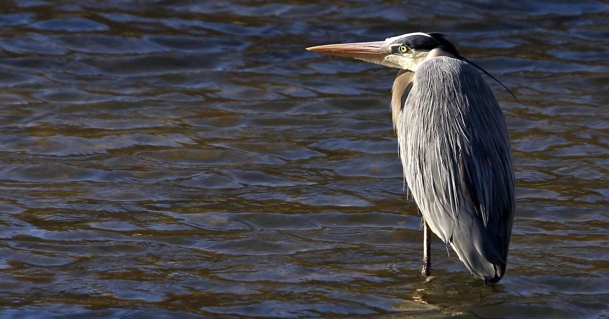 Online survey to help pick Peterborough’s first official city bird