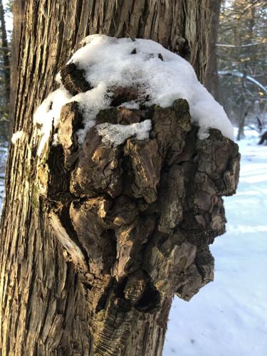 Burls and cankers reveal how trees respond to stress
