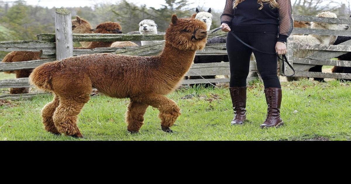 Wanderlight Alpaca Experience plans ‘mystery agri-tourism’ addition to ...