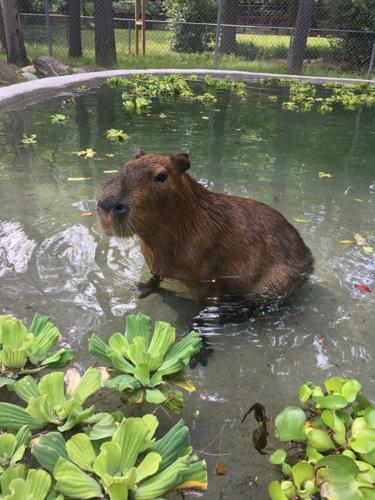 Pablo the capybara dies at the Peterborough zoo