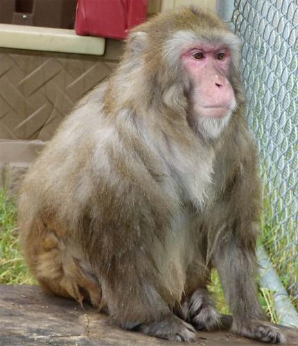 Primate sanctuary turned to Lindsay pharmacy to address arthritis ...