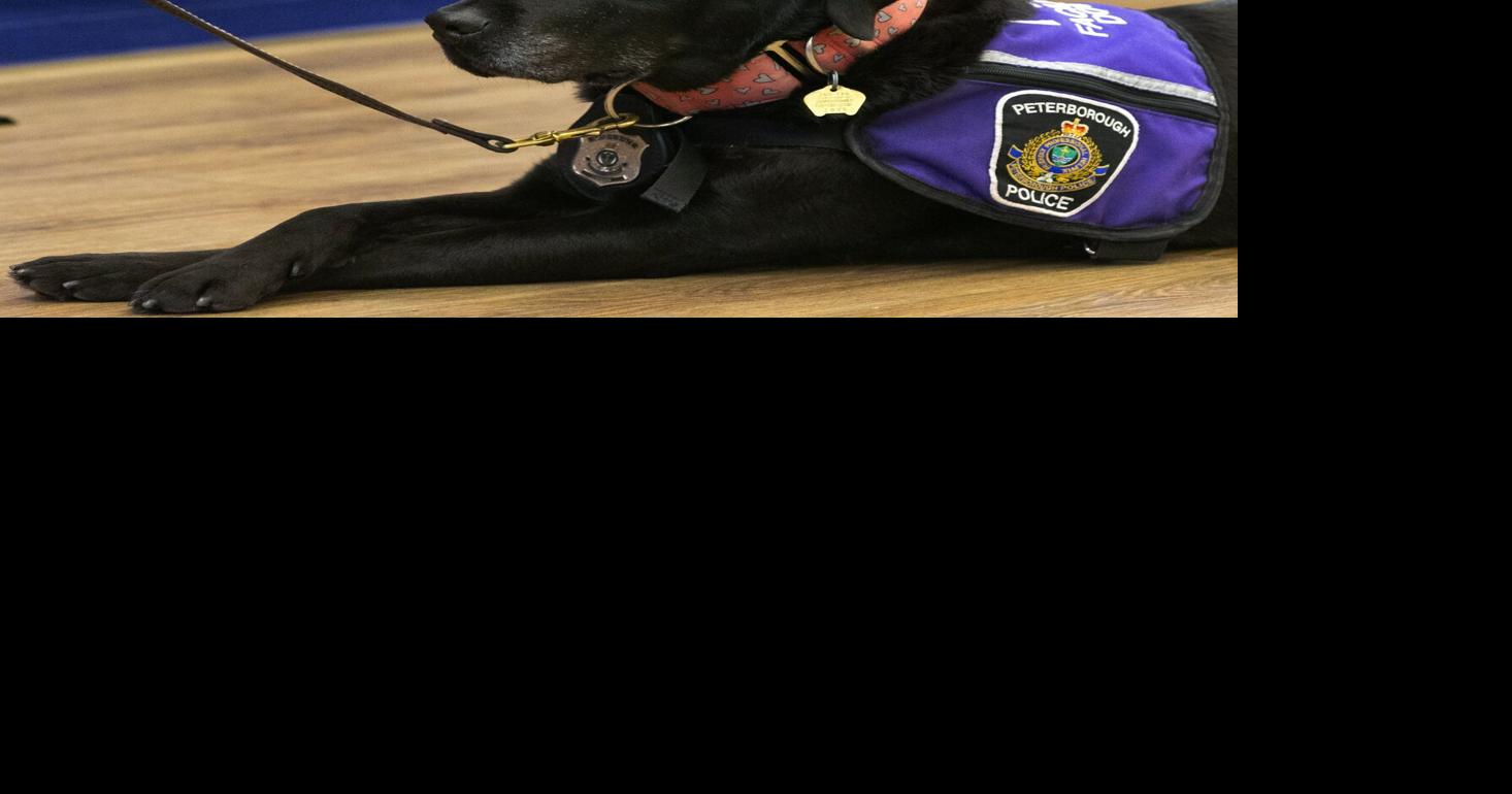 Police to get new facility dog to take over Pixie’s duties