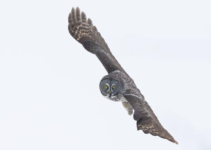 Capturing the great grey owl hunt