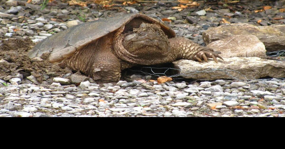Our Changing Seasons: A female snapping turtle visits each June to lay ...