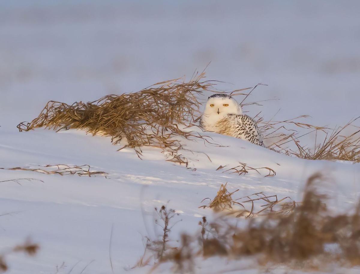 Snowy owls have arrived in Kawartha Lakes