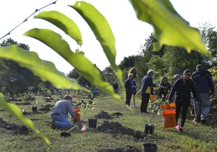 PHOTOS: Planting 500 trees to enhance Peterborough’s canopy