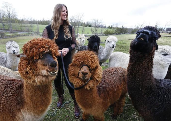 Wanderlight Alpaca Experience plans ‘mystery agri-tourism’ addition to ...