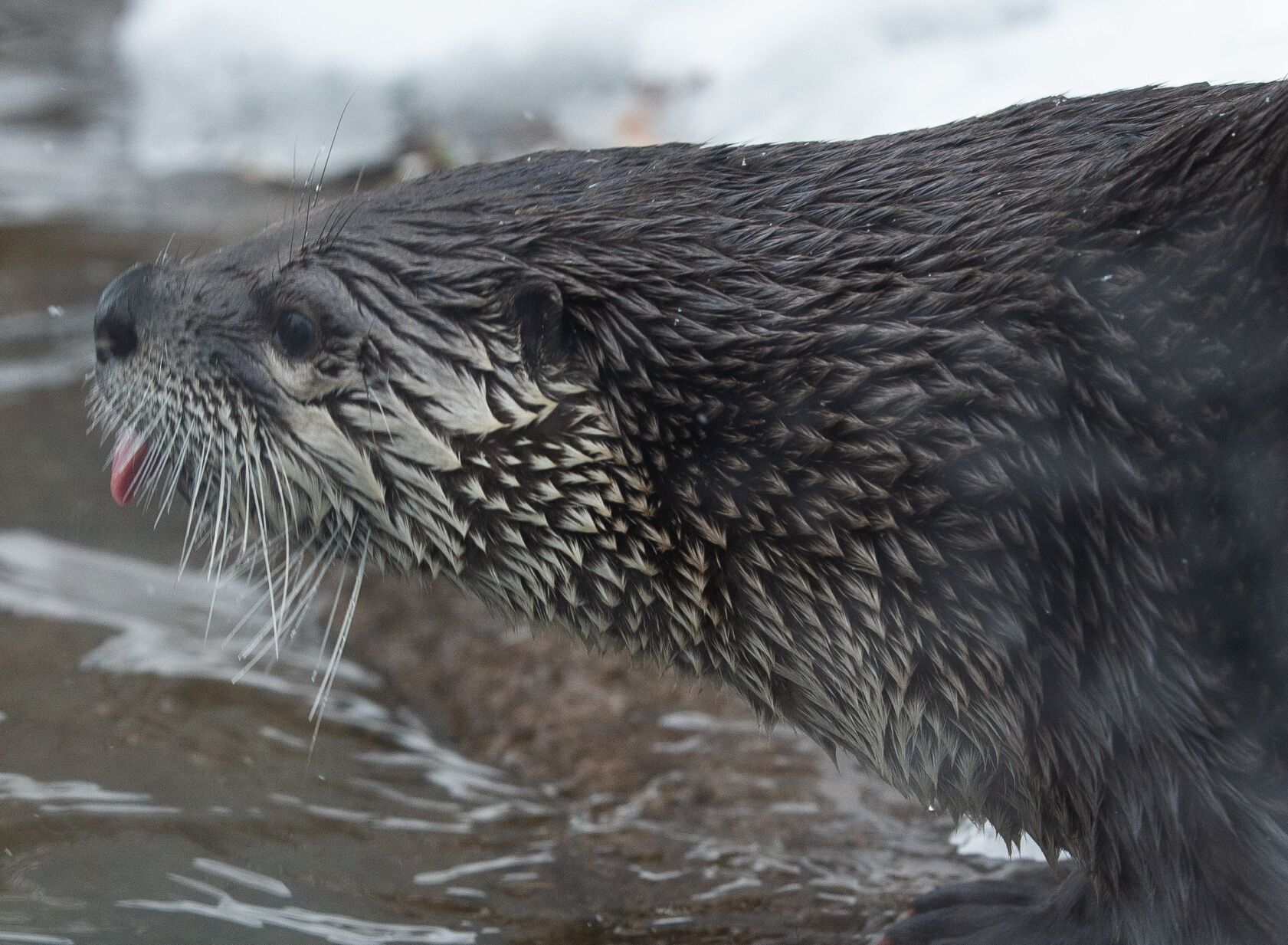 ‘Otterly’ exciting news at the Peterborough zoo