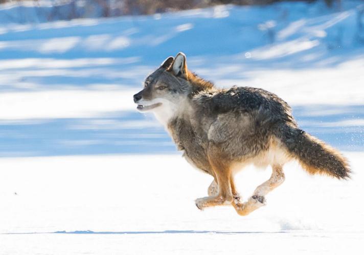 The tale of two coyotes and one lucky deer