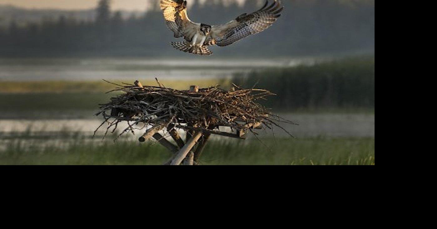 Ontario’s fishing hawk named Kawartha Bird of the Year