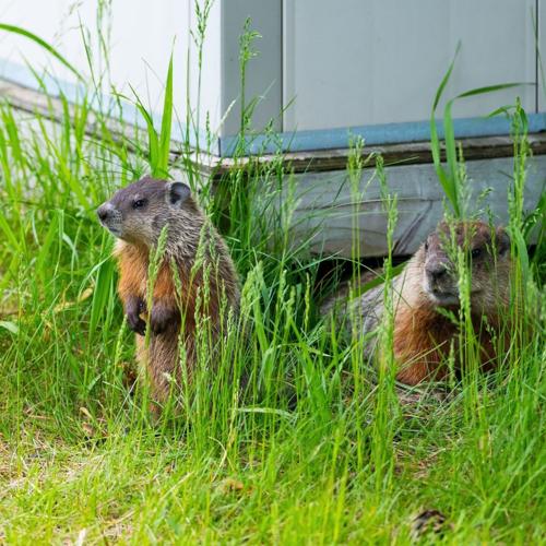 Will the groundhog see its shadow?