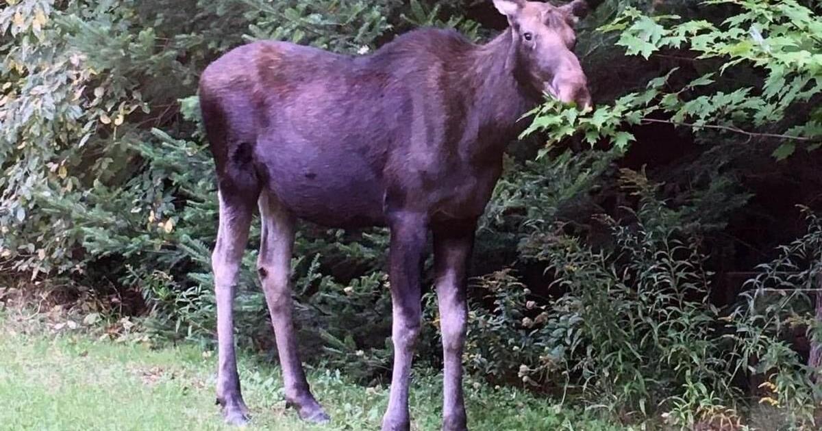 Carving proposed to honour Stella the moose in Apsley