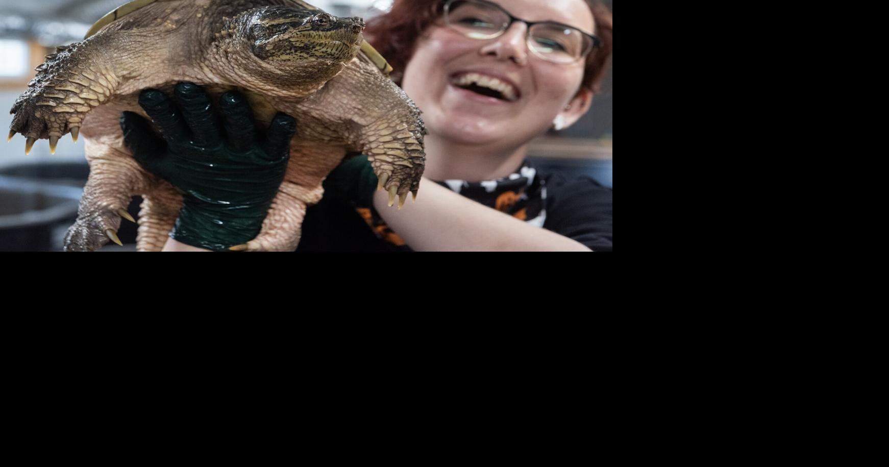 Ontario Turtle Conservation Centre launches 50/50 fundraiser