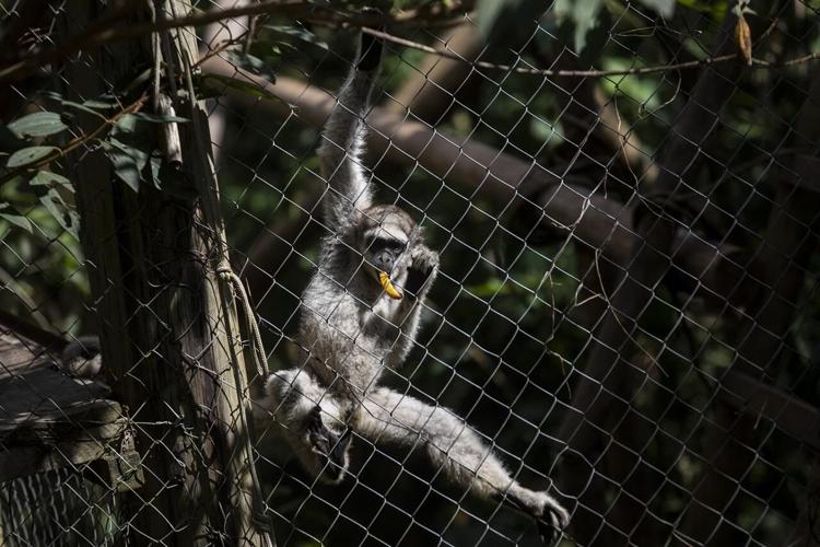 A scientist’s four-decade quest to save the biggest monkey in the Americas