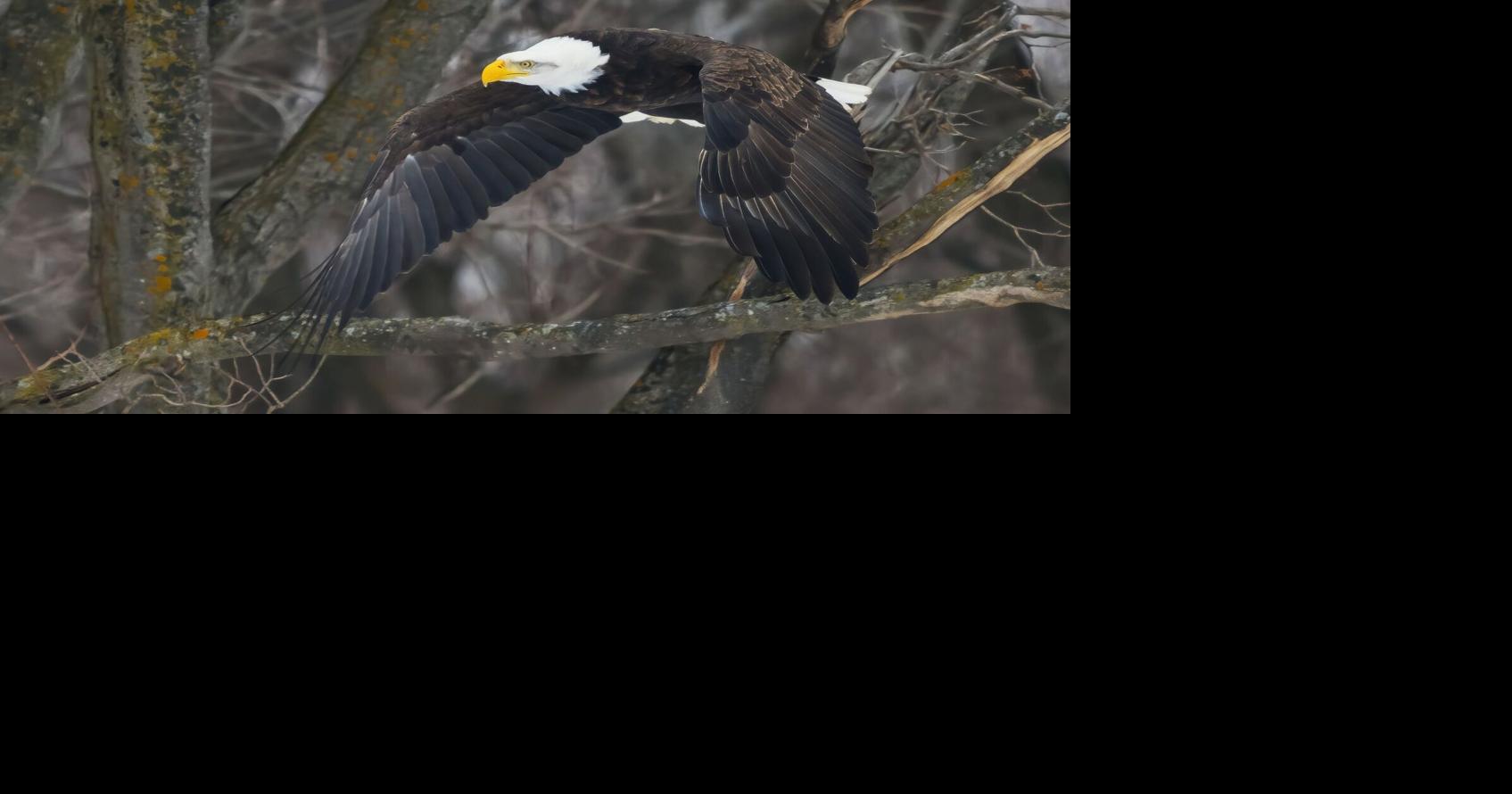 An unexpected eagle encounter