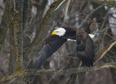 encounter bald eagle