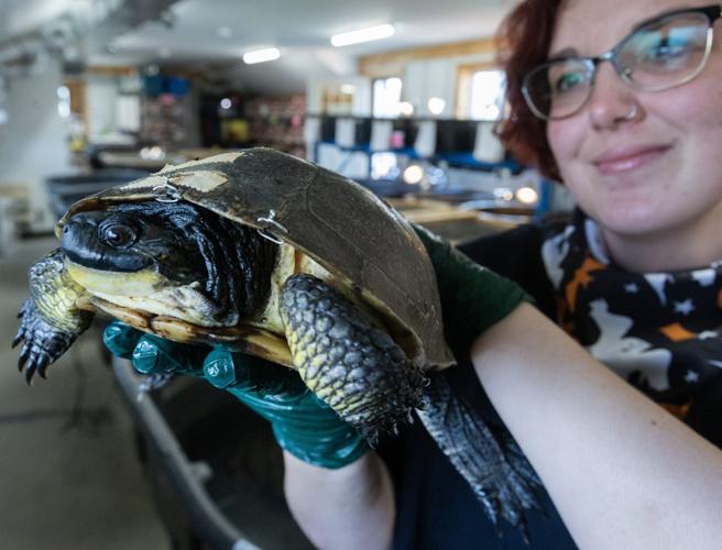 Ontario Turtle Conservation Centre launches 50/50 fundraiser
