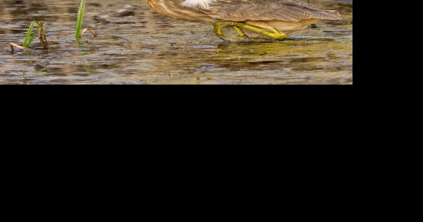 An American bittern looks for a mate