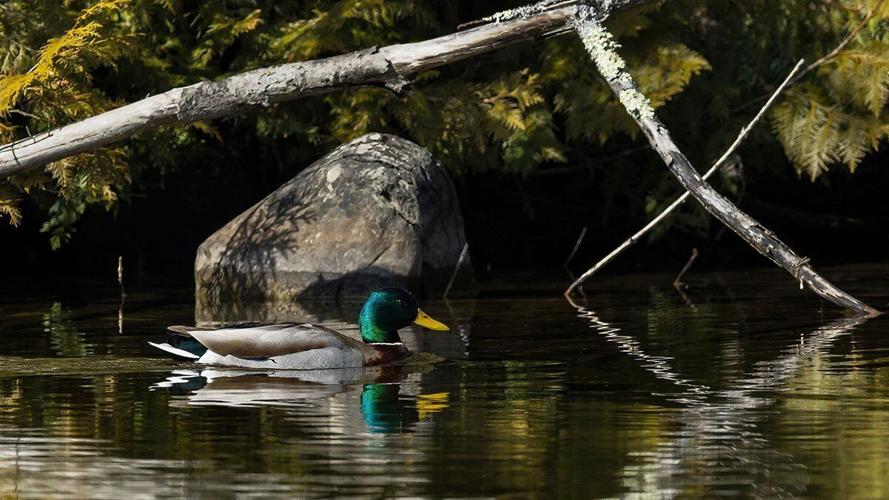 Dave Ellis: Spring is here