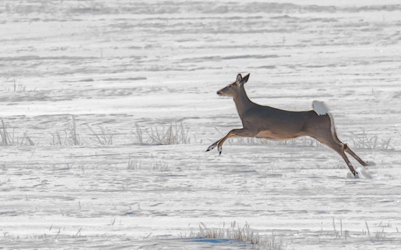 The tale of two coyotes and one lucky deer